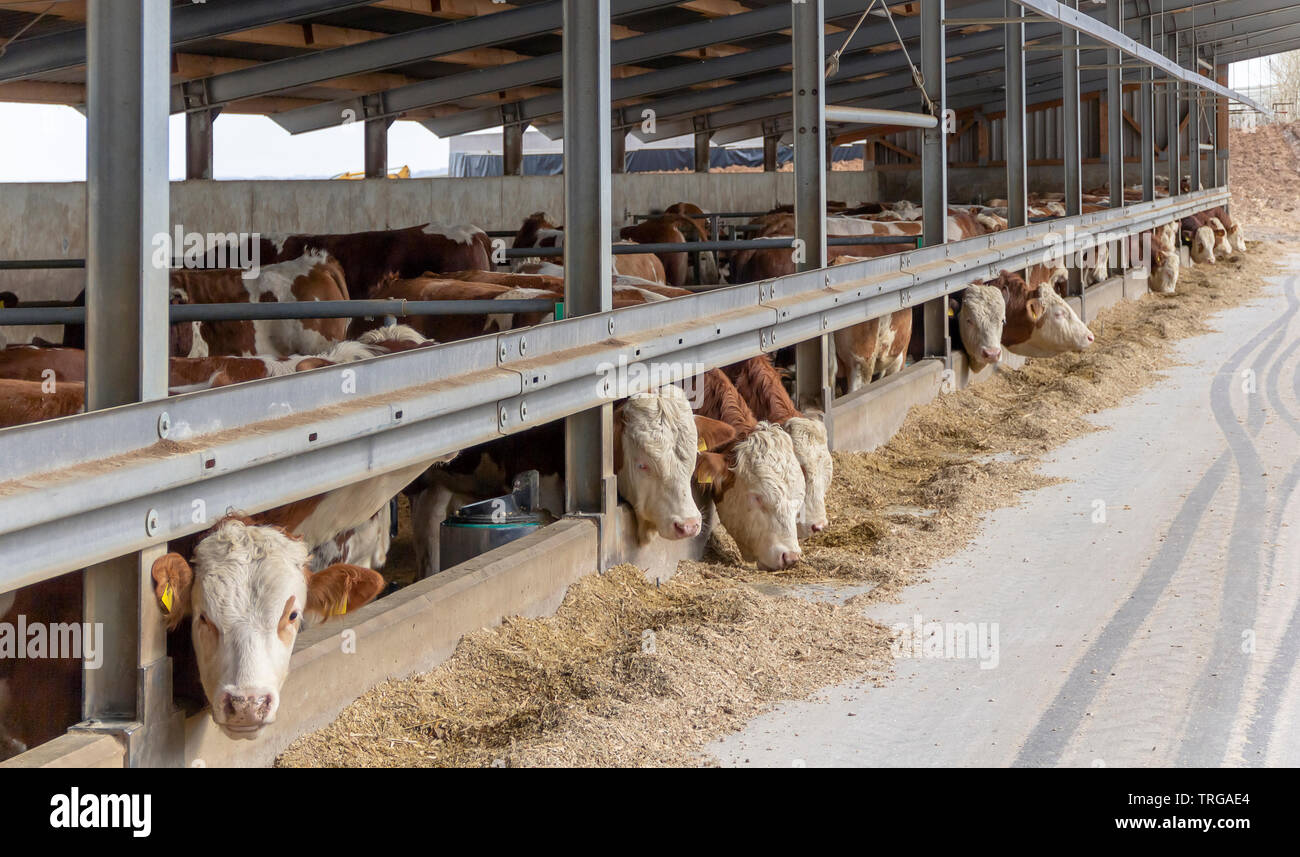 some cattle at feed in a stable seen in Southern Germany Stock Photo ...