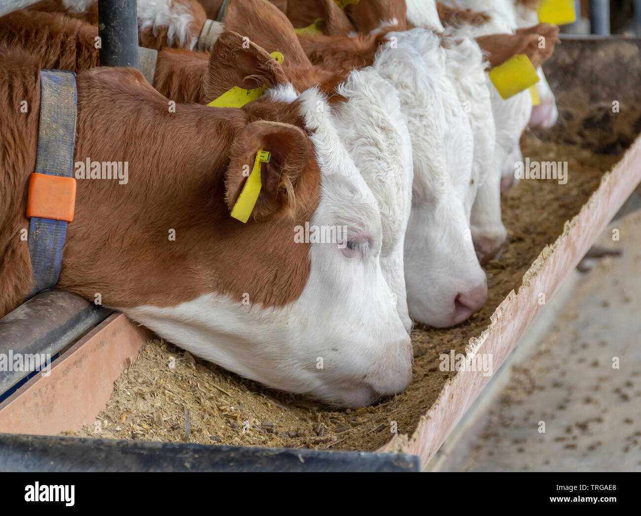 some cattle at feed in a stable seen in Southern Germany Stock Photo ...