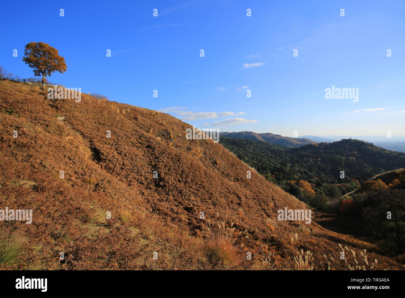 Wakakusa mountain hi-res stock photography and images - Alamy