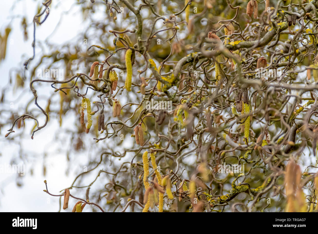 Twisted Hazel High Resolution Stock Photography and Images - Alamy