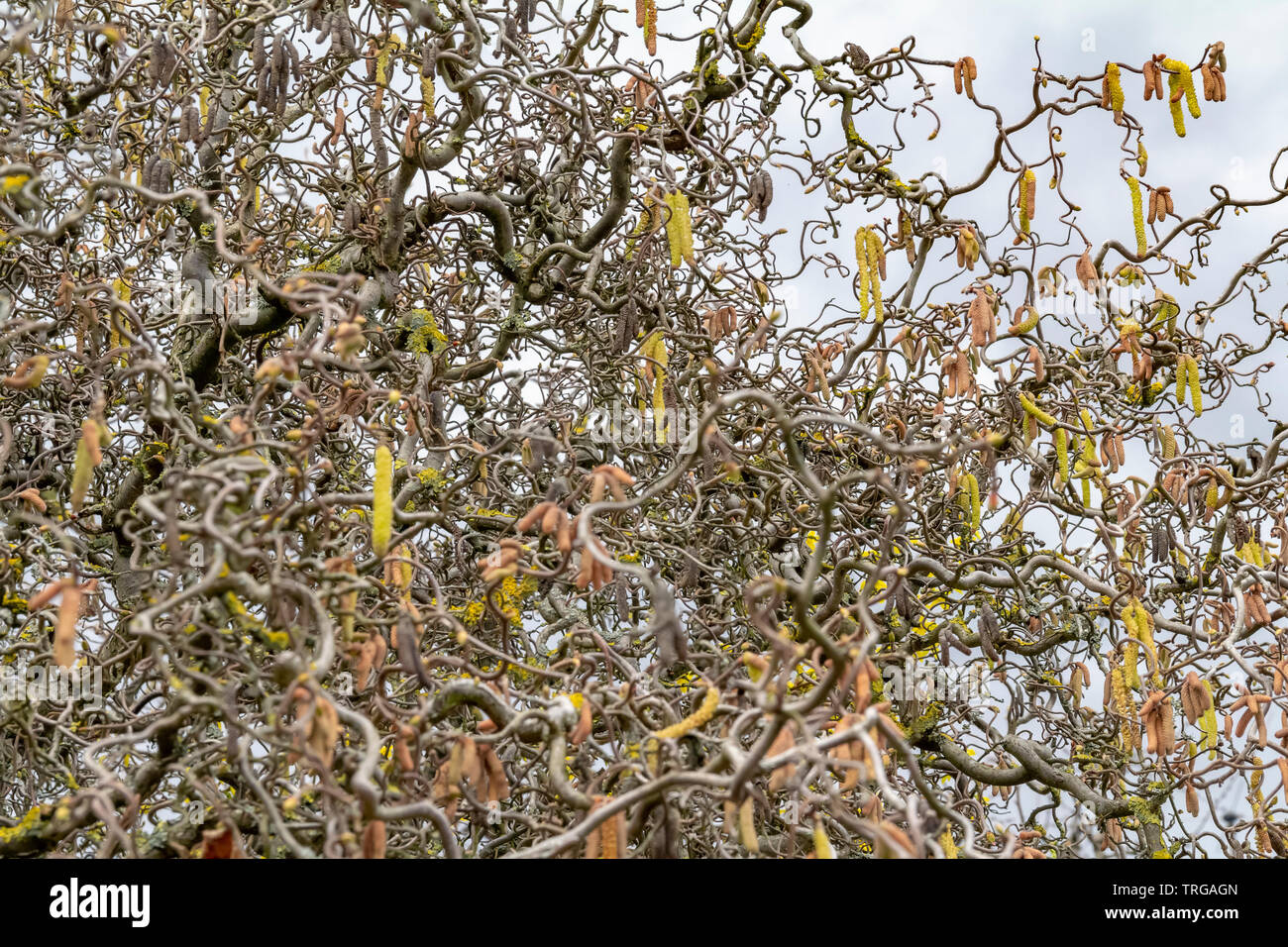 Twisted detail hi-res stock photography and images - Alamy