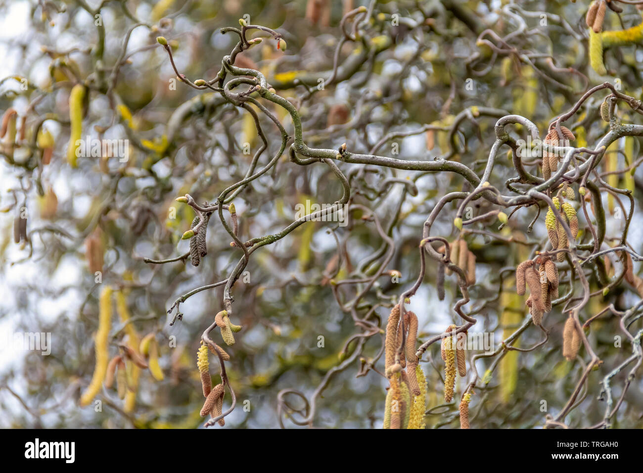 Twisted Hazel High Resolution Stock Photography and Images - Alamy