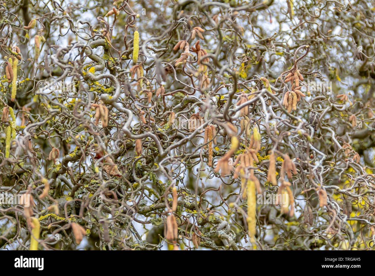 full frame detail shot showing lots of twisted hazel twigs at early ...