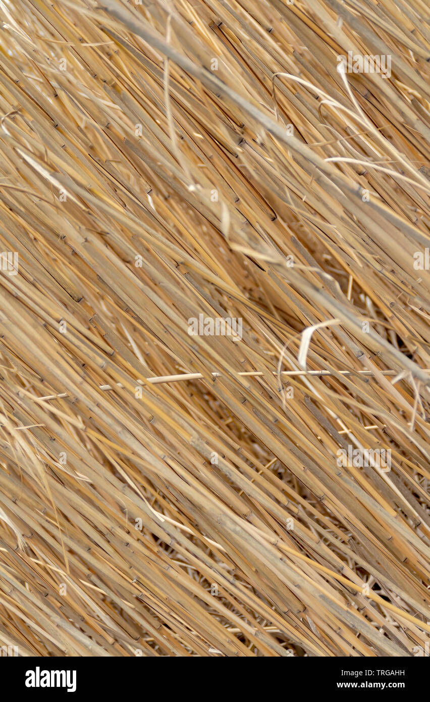 Reed frame hi-res stock photography and images - Alamy