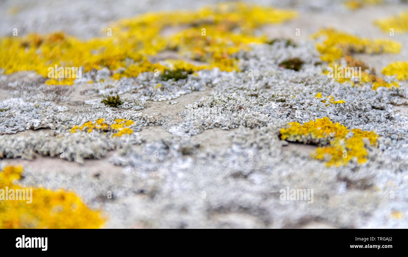 Grey lichen hi-res stock photography and images - Alamy