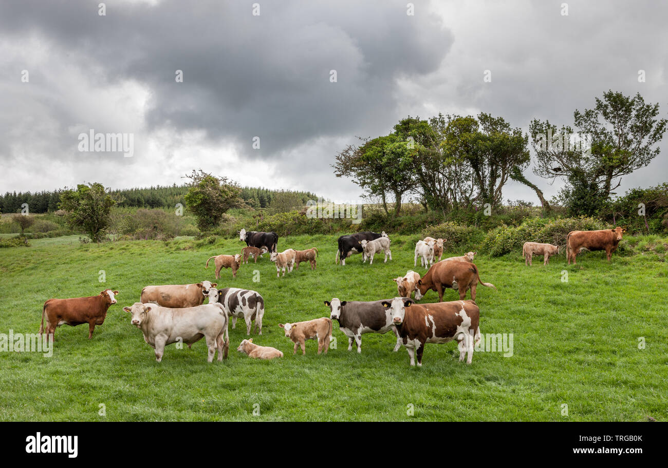 Calf ireland 2019 hi-res stock photography and images - Alamy
