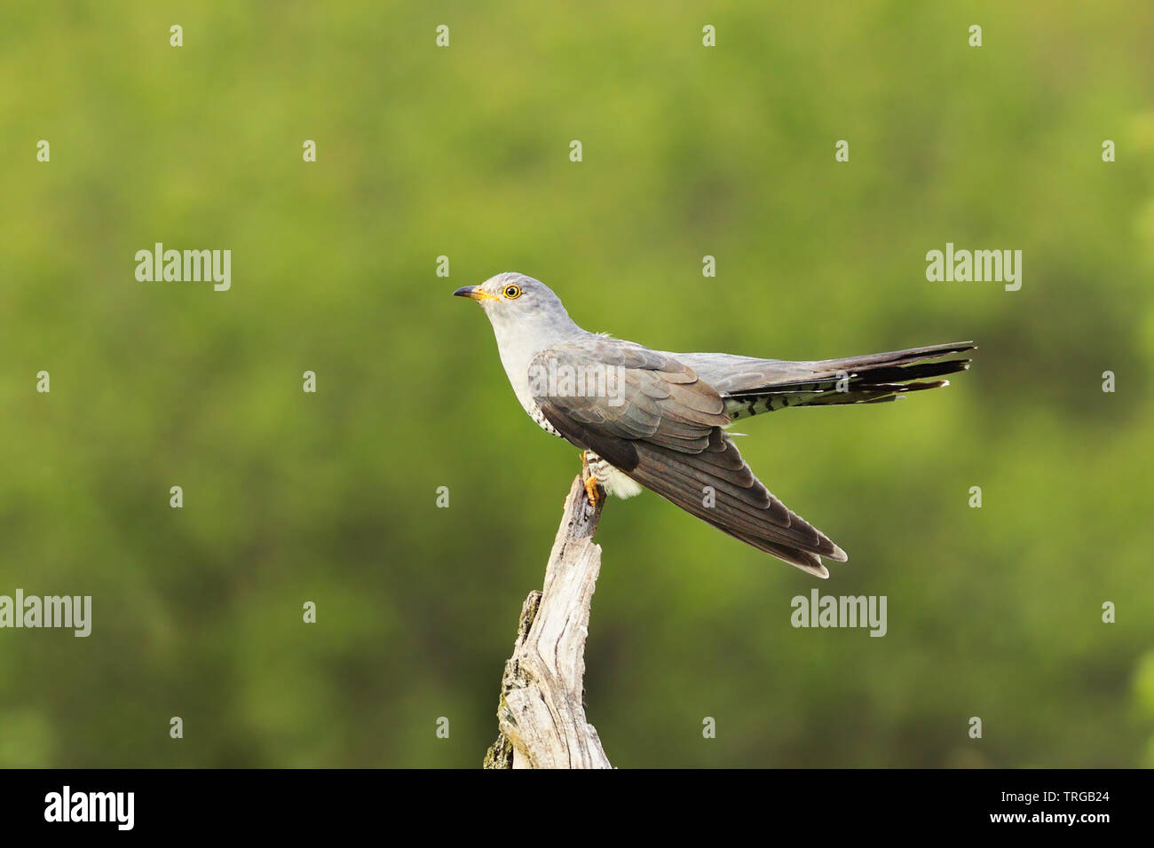 Common cuckoo cuculus canorus male hi-res stock photography and images ...