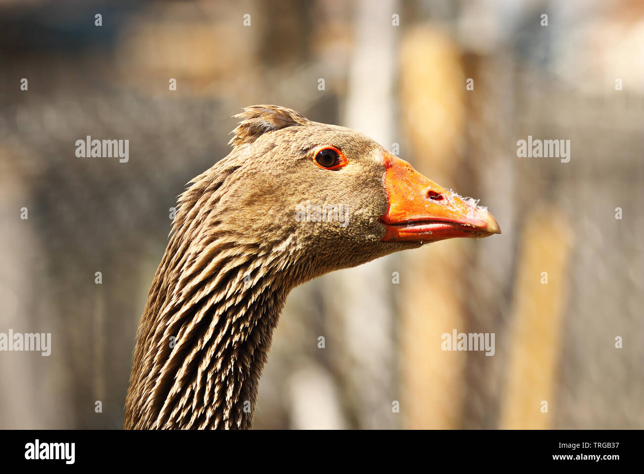 Adult male drake portrait hi-res stock photography and images - Alamy
