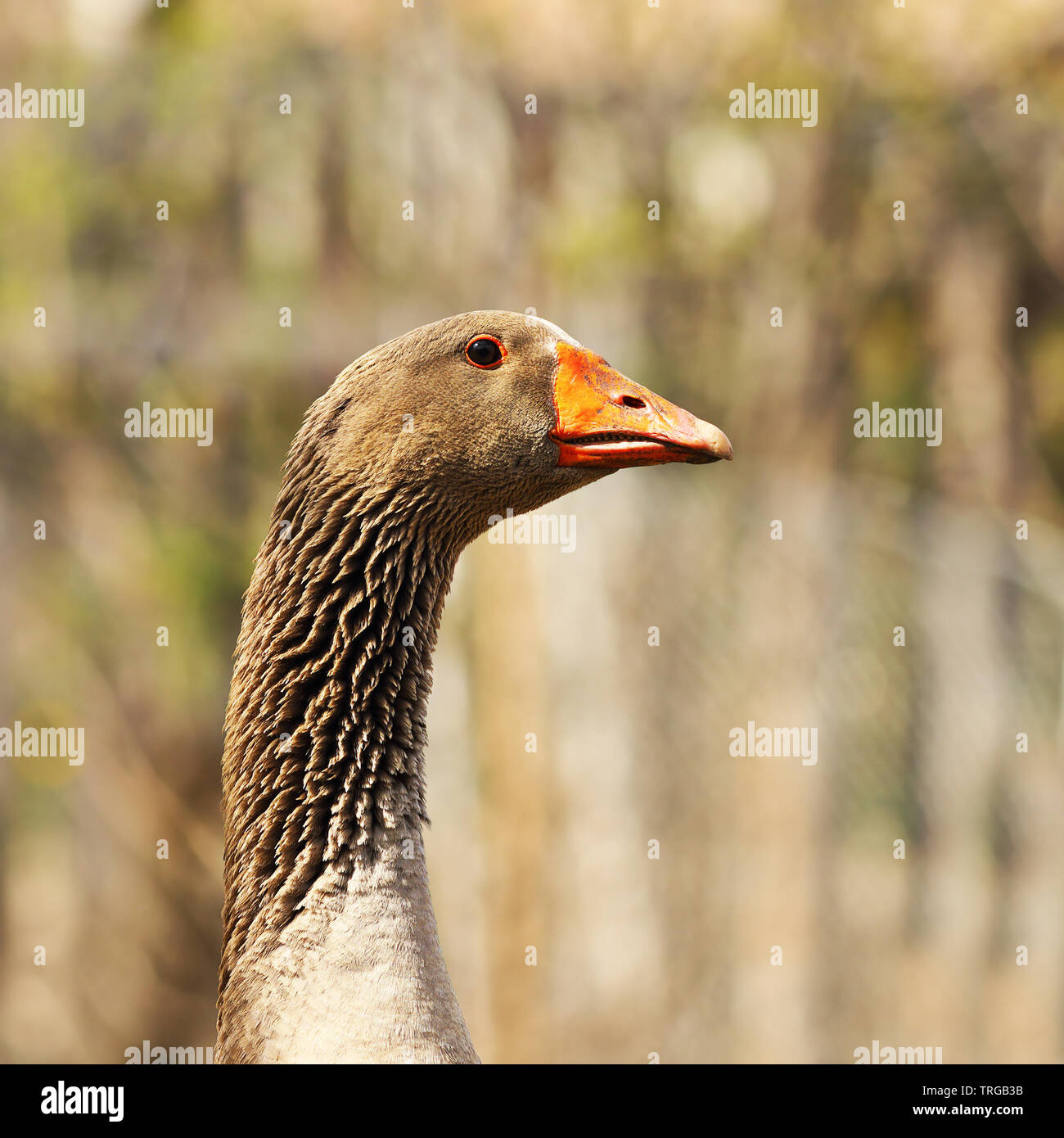 portrait of big drake guarding the farm yard Stock Photo - Alamy