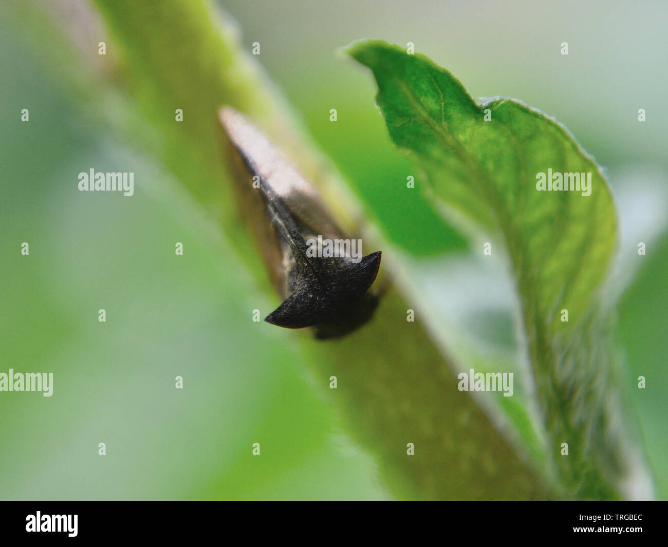 Horned treehopper hi-res stock photography and images - Alamy