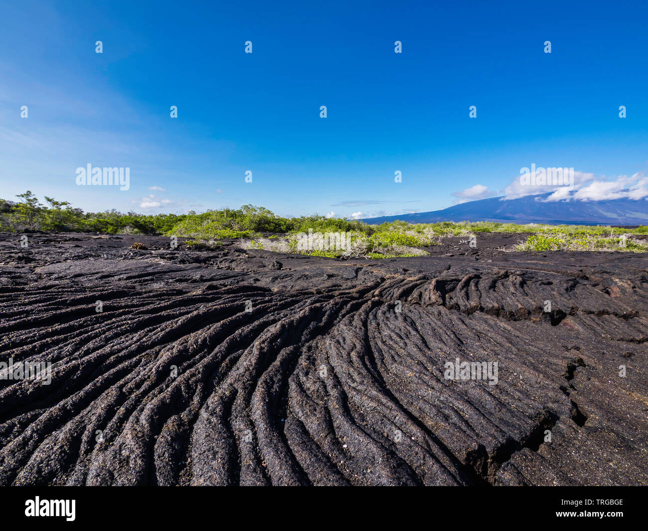 Beautiful volcanic landscape of Punta Moreno in Isabela Island ...