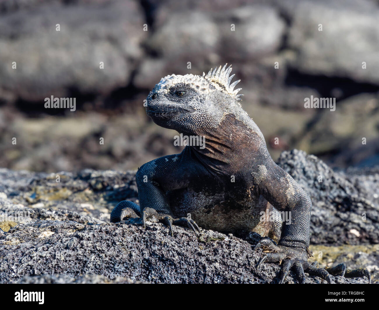 baby marine iguanas sunbathing near Galapagos Islands, Ecuador Stock ...