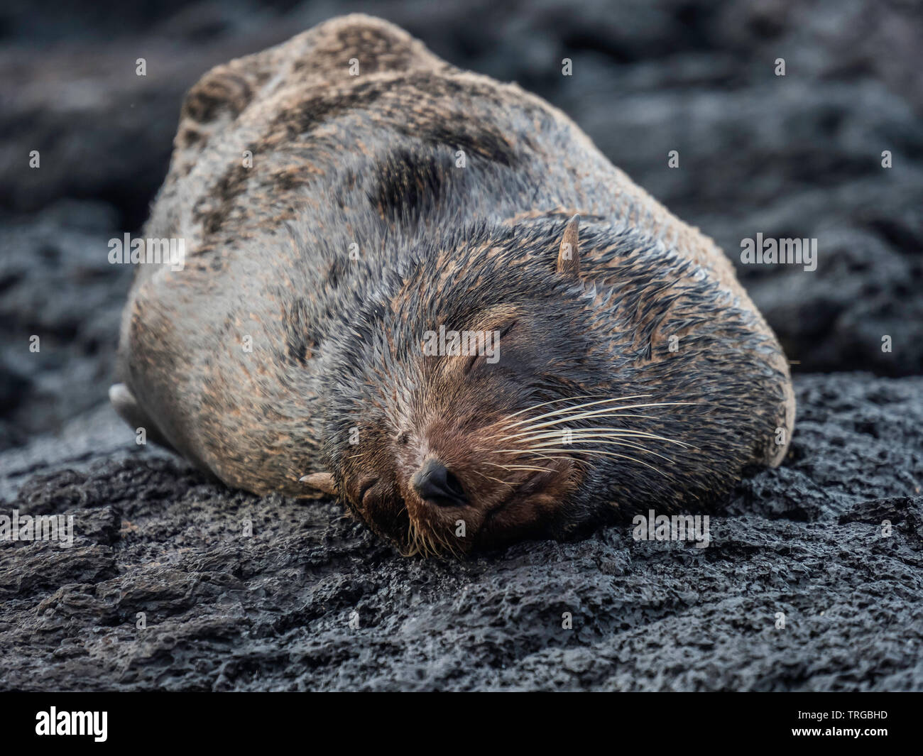 Galapagos Fur Seal sleeping on rocks Stock Photo - Alamy