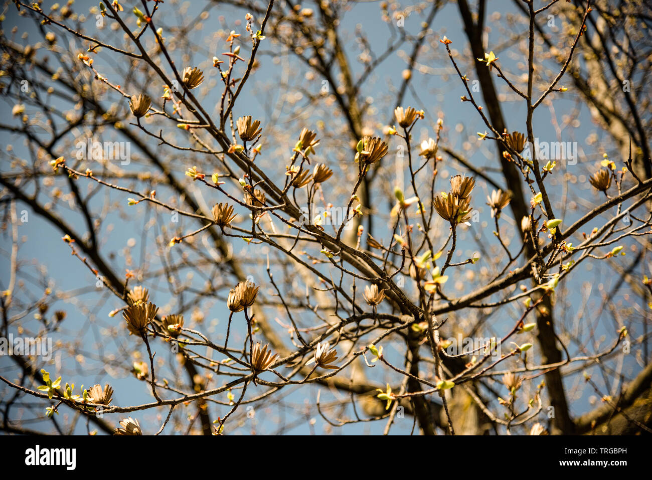 Poplar tree buds hi-res stock photography and images - Alamy