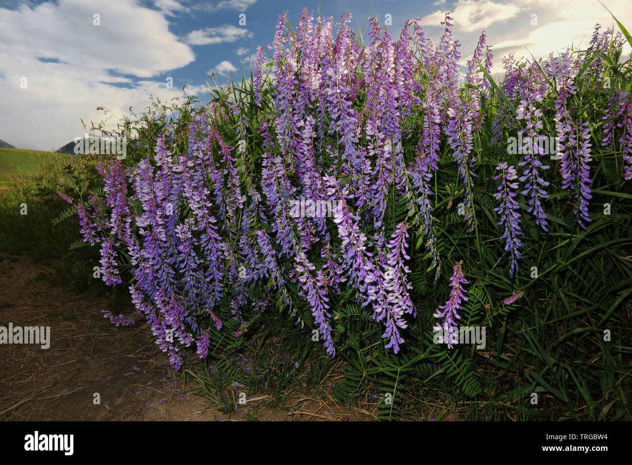 Vetch Field High Resolution Stock Photography and Images - Alamy