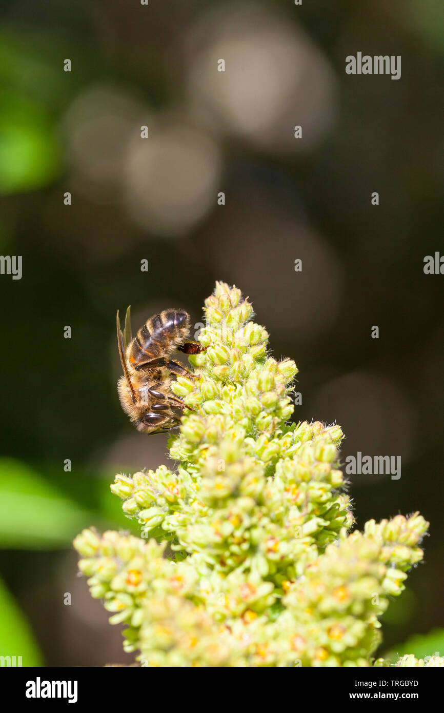 Honey bee, Apis mellifera, foraging for nectar on a Rhus flower, insect ...