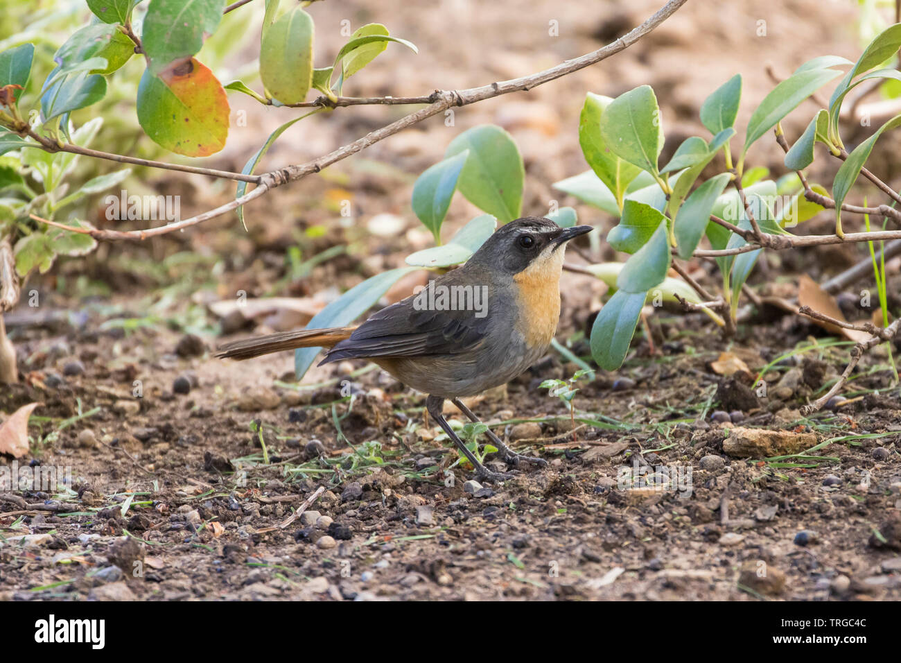 Adult Cape Robin-chat (Cossypha caffrain) foraging for insects in a ...