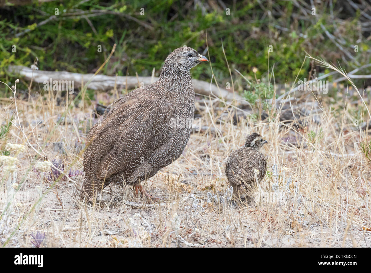 South africa cape spurfowl francolin hi-res stock photography and ...
