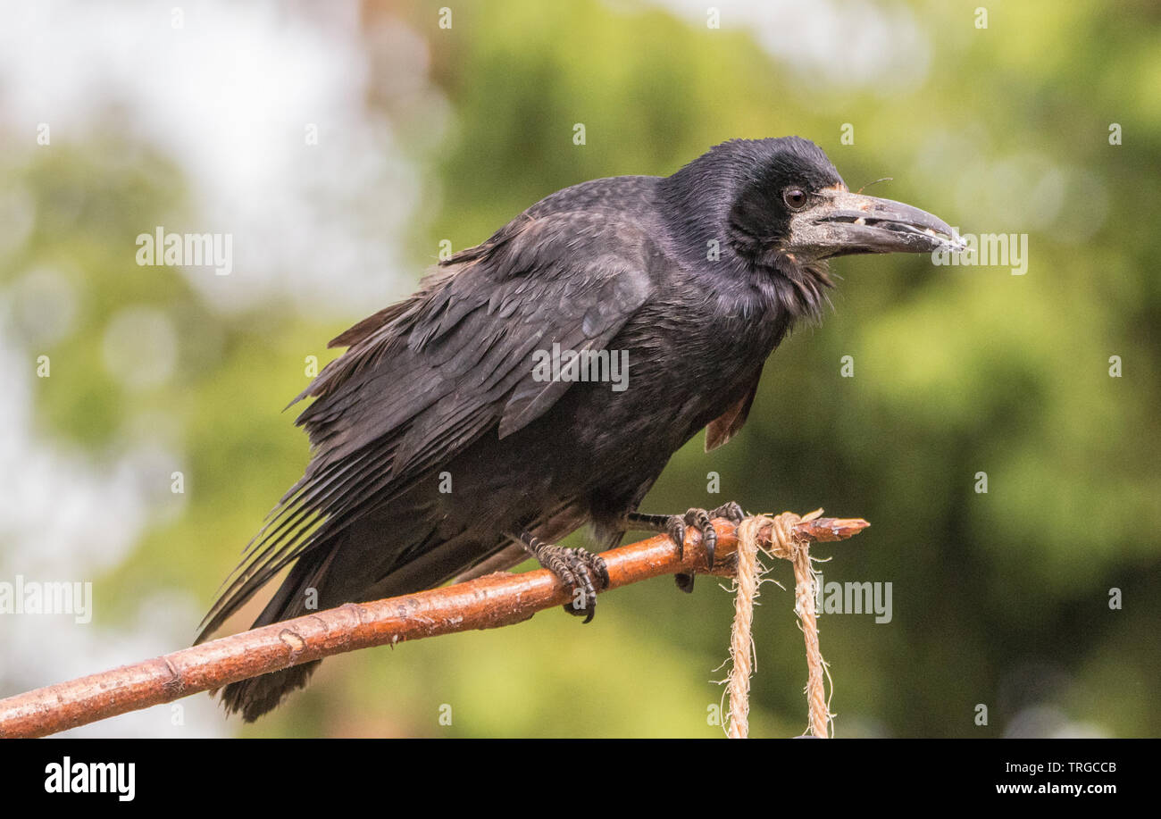 Rook, British Garden, Wildlife perching on a branch and looking ...