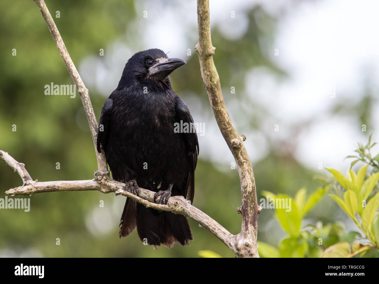 Tail fluffed up hi-res stock photography and images - Alamy