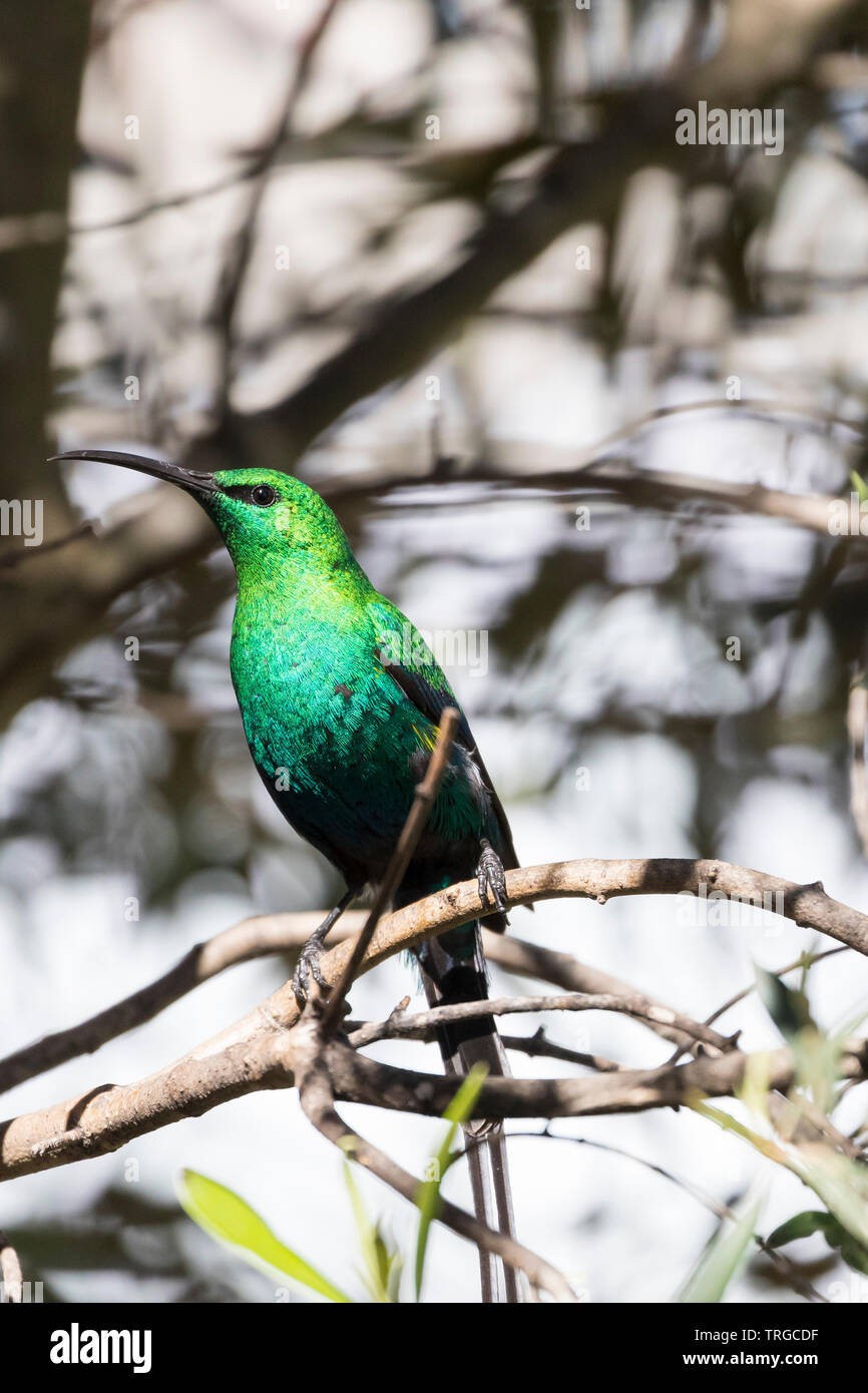 Green Tailed Sunbird High Resolution Stock Photography and Images - Alamy