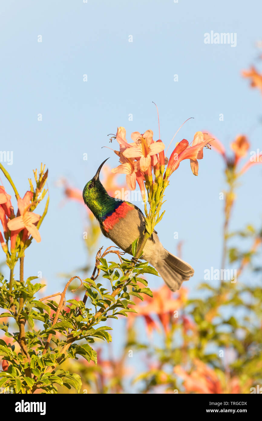 Southern Double-collared Sunbird (Cinnyris chalybeus) male perched on ...