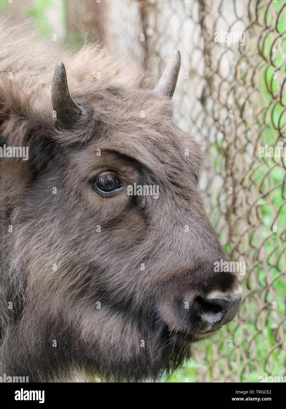 Portrait of a young female European bison from the Prioksko-terrasny ...