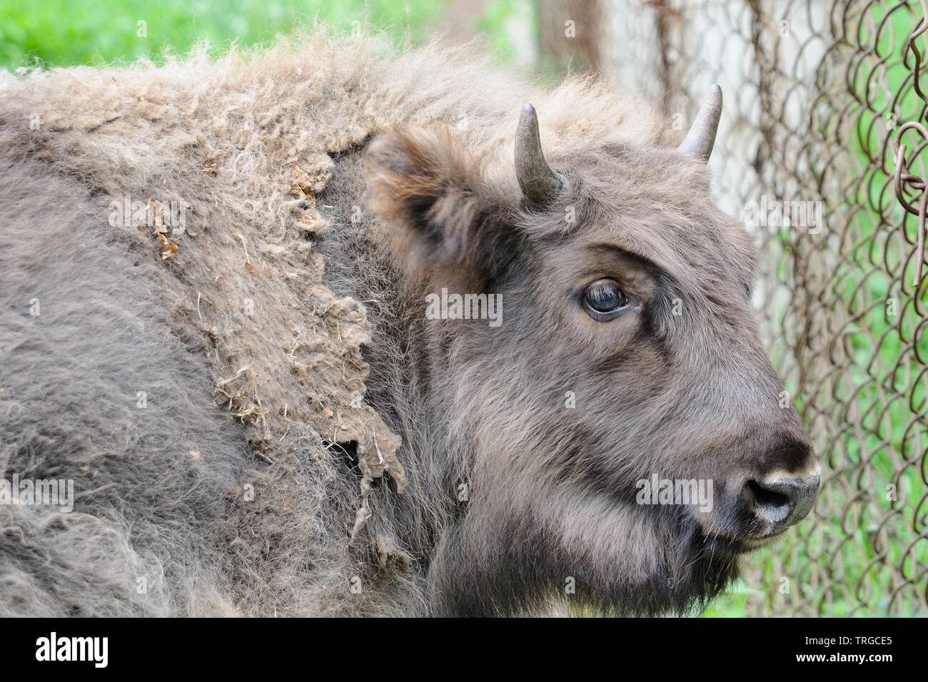 Portrait of a young female European bison from the Prioksko-terrasny biosphere reserve, Russia ...