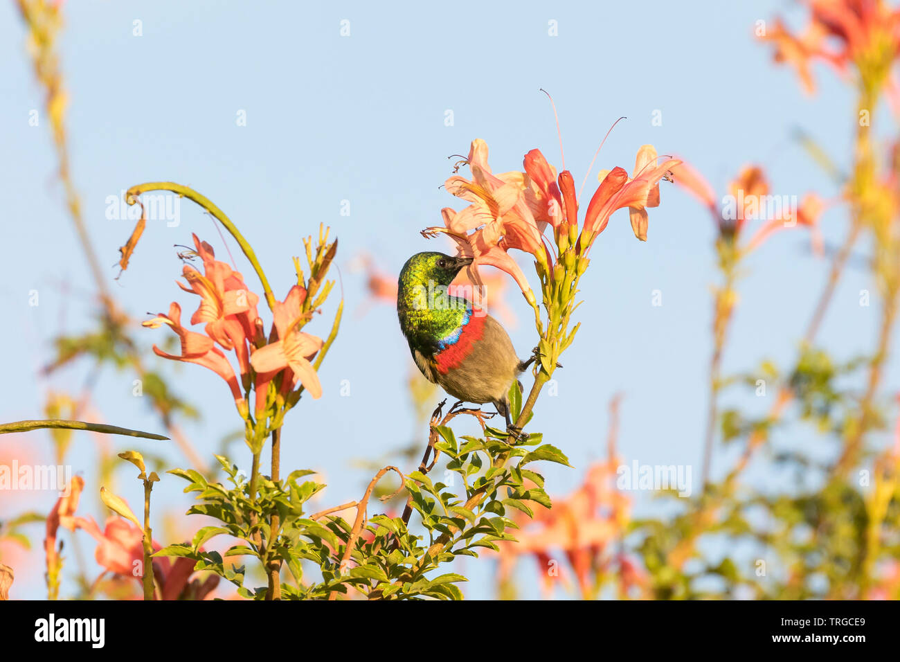 Southern Double-collared Sunbird (Cinnyris chalybeus) male feeding on ...