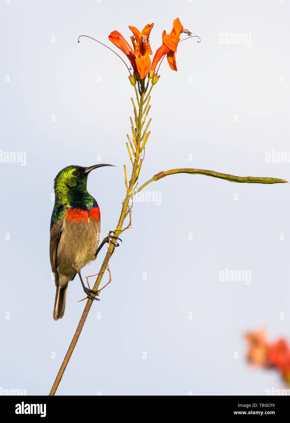 Southern Double-collared Sunbird (Cinnyris chalybeus) male on Cape ...