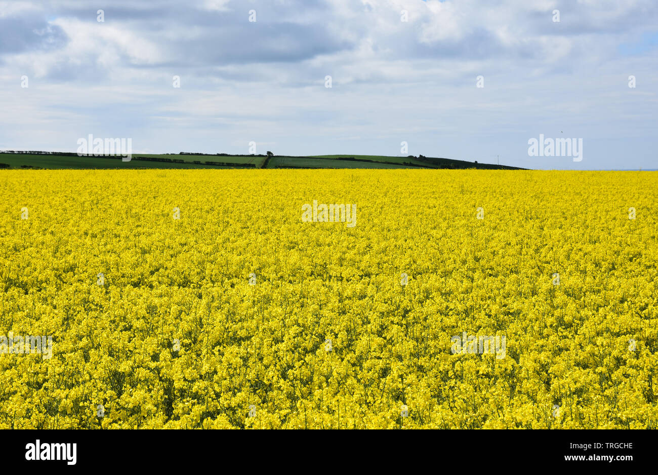 Beautiful field of blooming rape seed in Northern England Stock Photo ...