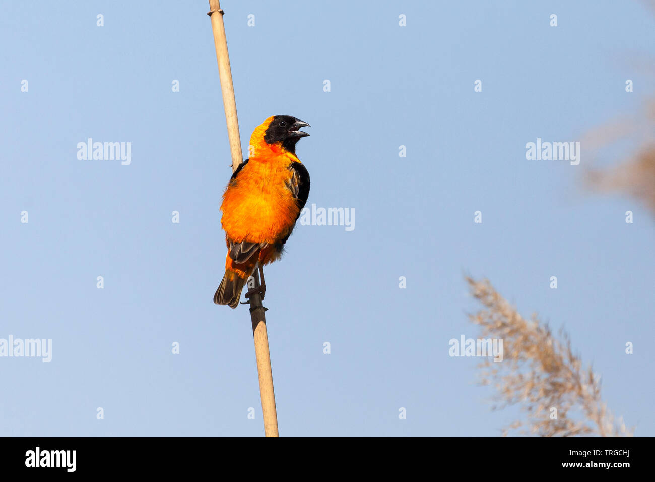 Red bishop bird hi-res stock photography and images - Alamy