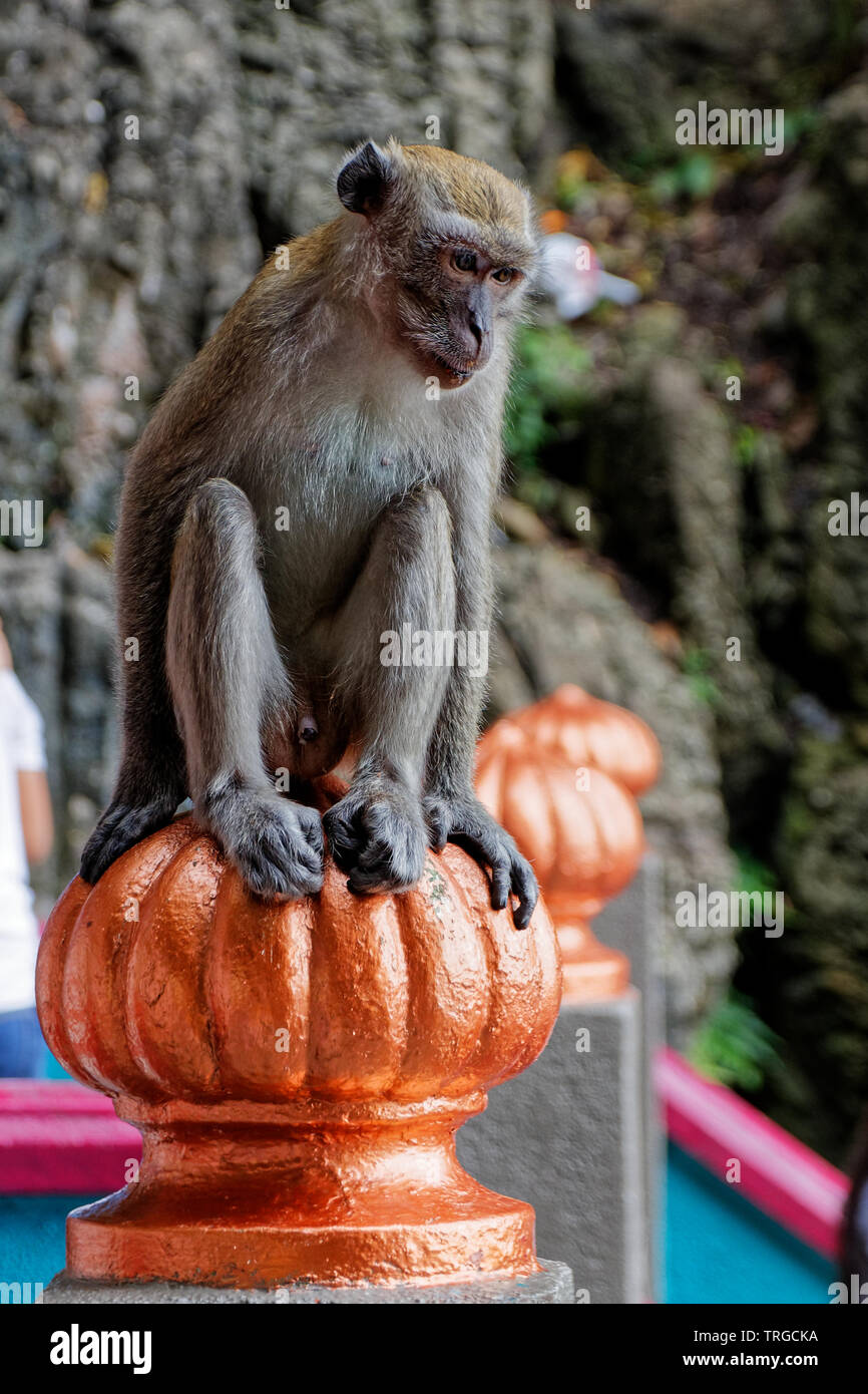 Batu Caves Monkeys