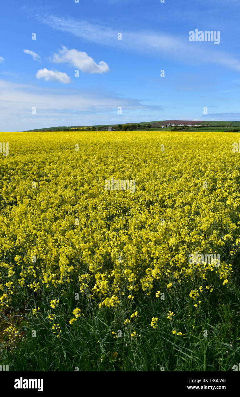 Stunning field of yellow rape seed flowers in bloom Stock Photo - Alamy