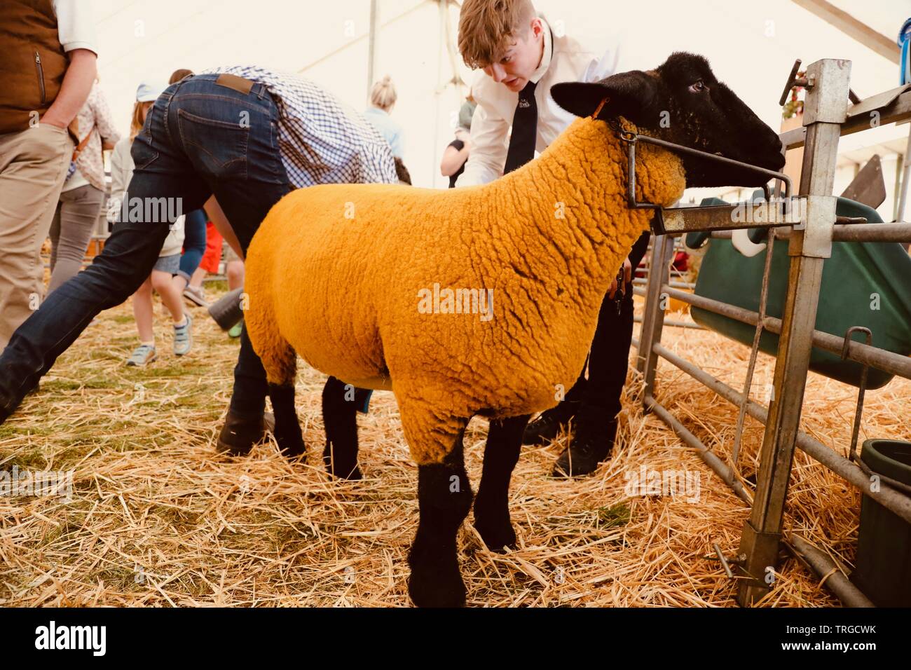 Grooming sheep hi-res stock photography and images - Alamy