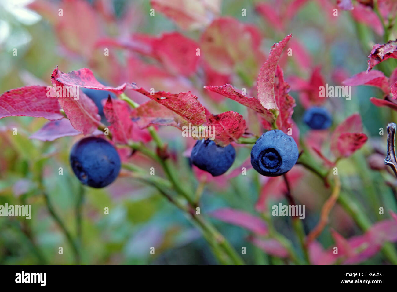 Red wild berries leaves hi-res stock photography and images - Alamy