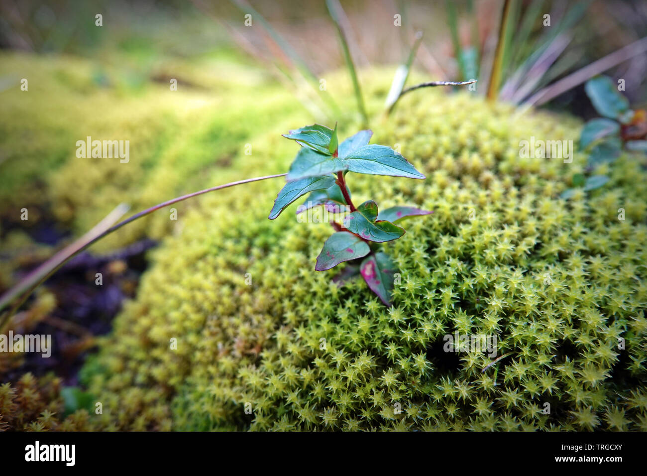 Beautiful wildlife forest green moss hi-res stock photography and ...