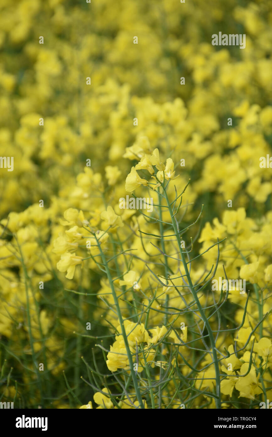 Beautiful up close look at a field of blooming rape seed Stock Photo ...