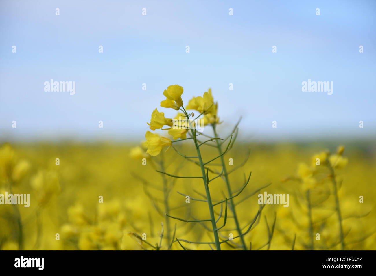 Fantastic close up look at blooming yellow rape seed flowers Stock ...