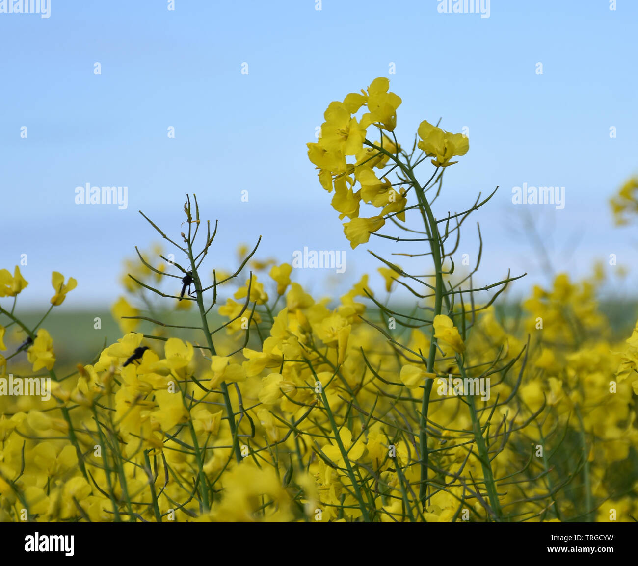 Field of blooming yellow rape seed flower blossoms Stock Photo - Alamy