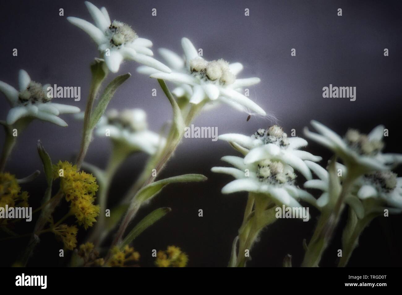 Edelweiss Austria High Resolution Stock Photography and Images - Alamy