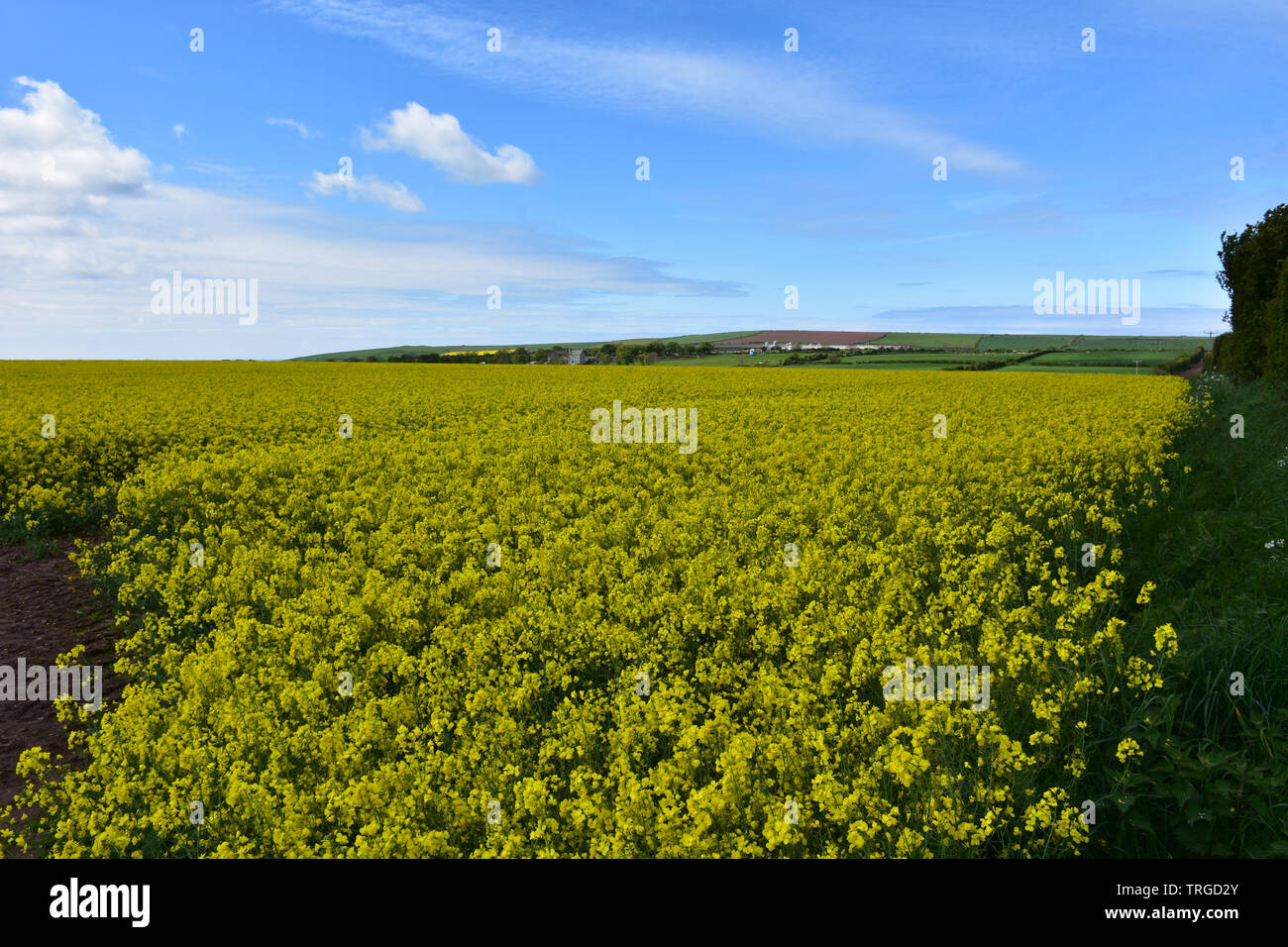 Stunning yellow field of flowers in Northern England Stock Photo - Alamy