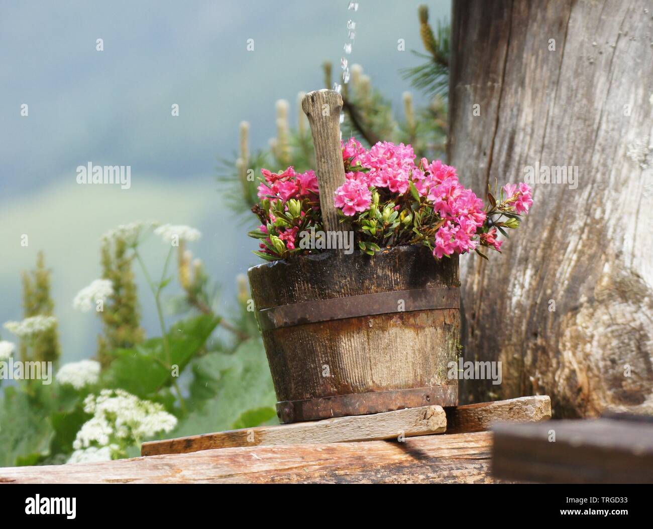 pink flowers in a wooden pot with water jet Stock Photo - Alamy