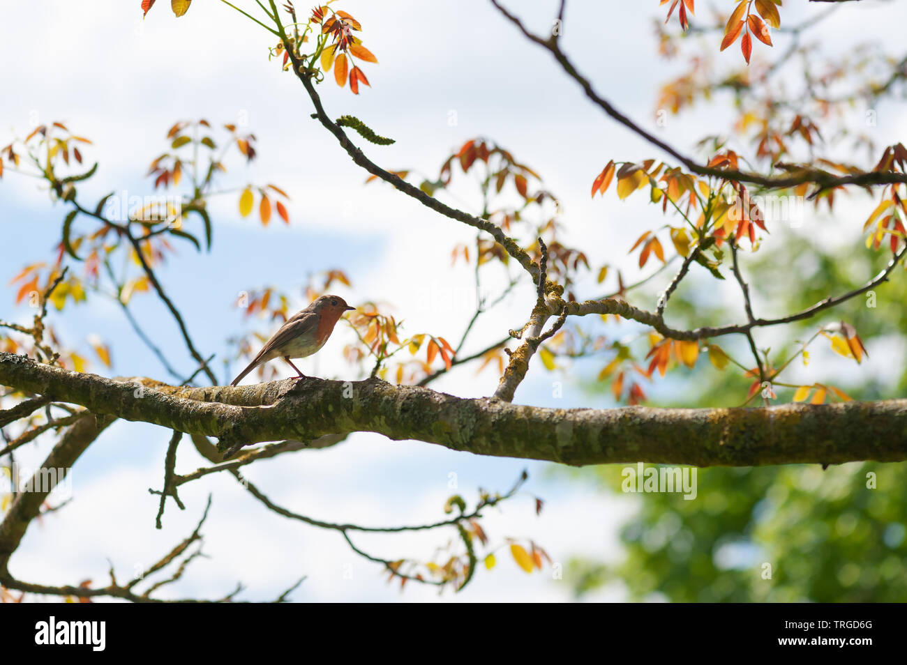Robin in a walnut tree Stock Photo - Alamy