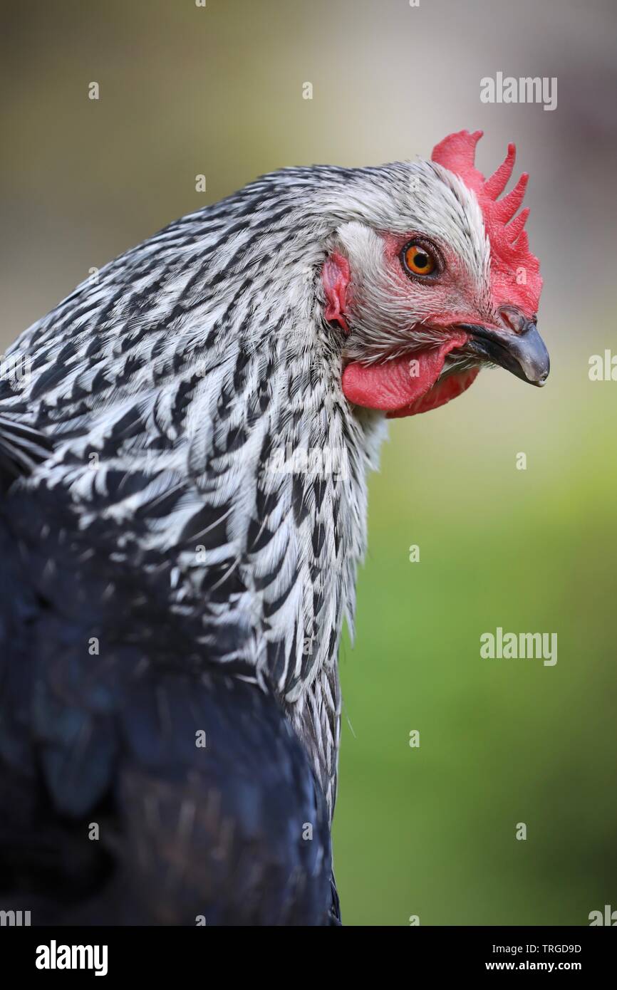 Hybrid chicken hi-res stock photography and images - Alamy