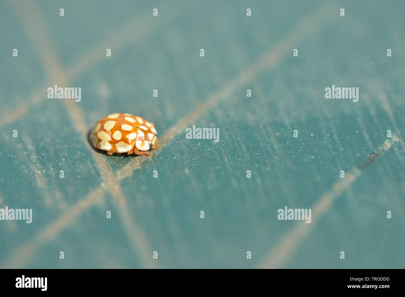 Orange and white ladybird beetle hi-res stock photography and images ...