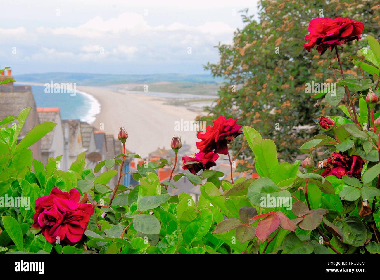 Portland. 5th June 2019. Roses bloom in the sunshine in a Portland ...