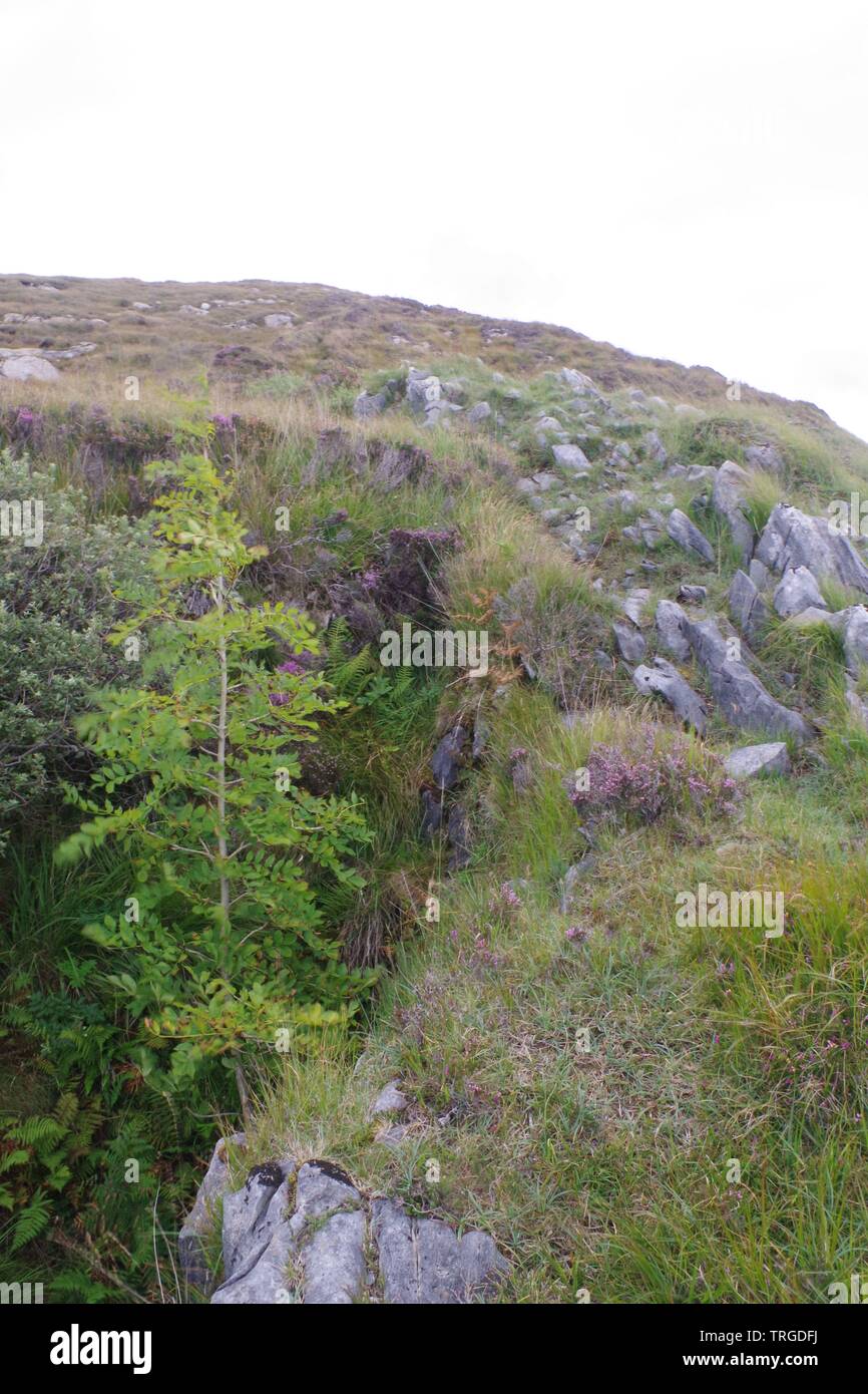 Rowan Tree (Sorbus aucuparia) and Heather Heath atop Middle Jurassic ...