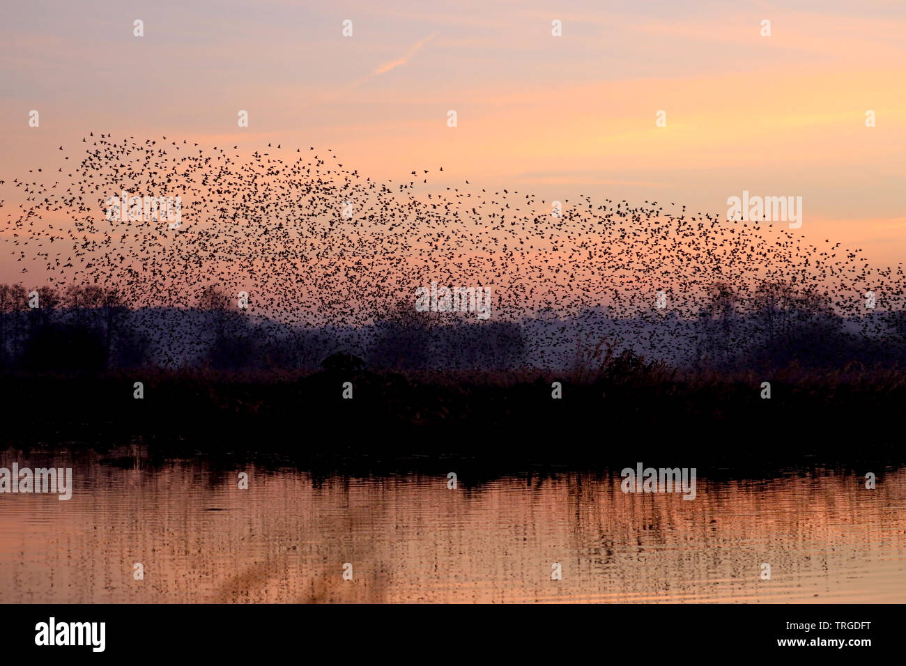 Ham wall starling hi-res stock photography and images - Alamy