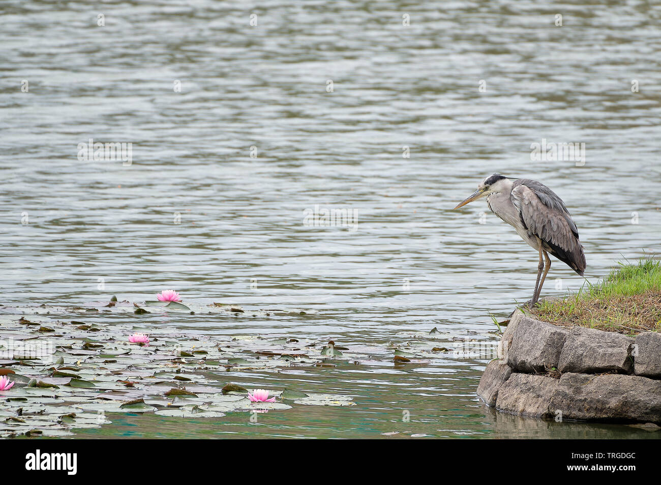 The heron is looking down and it seems a bit angry Stock Photo - Alamy